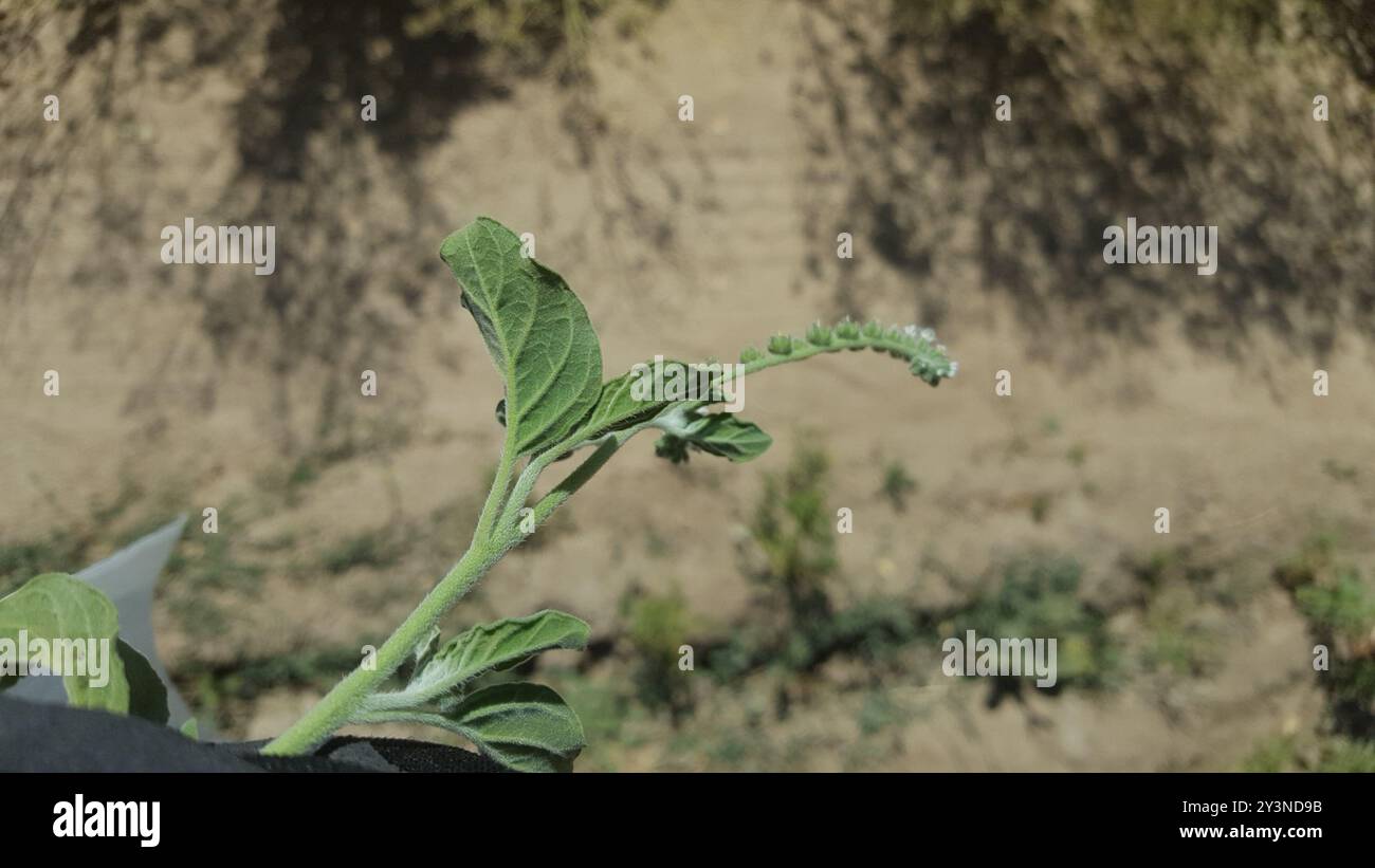 European heliotrope (Heliotropium europaeum) Plantae Stock Photo - Alamy