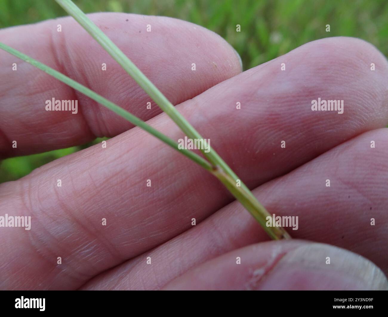 grasses (Poaceae) Plantae Stock Photo - Alamy