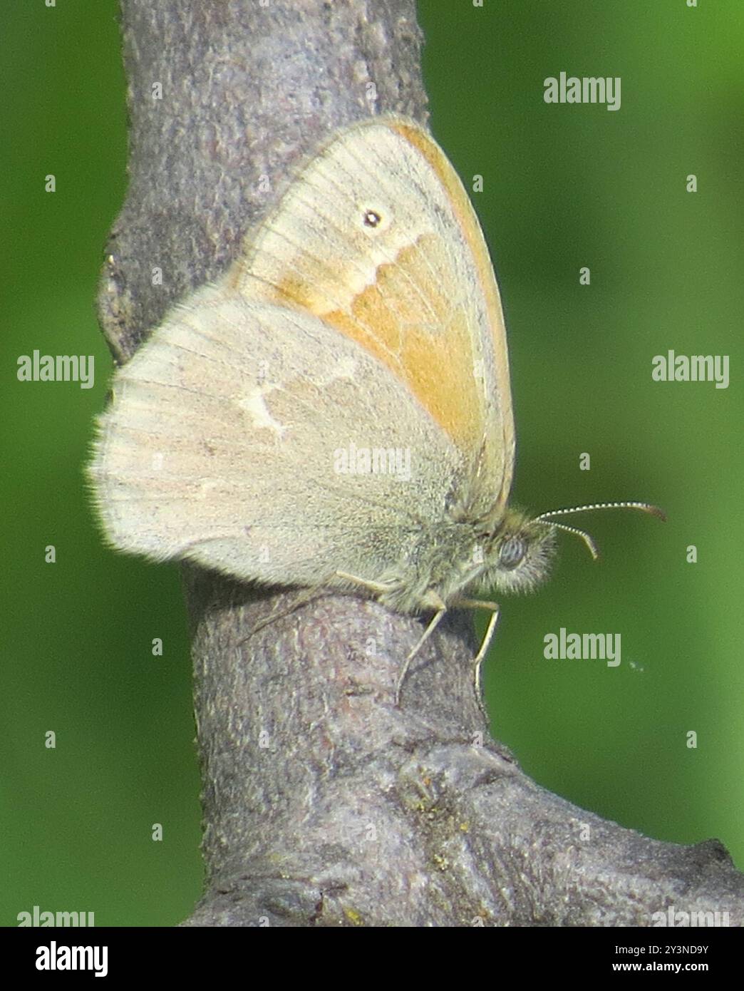 Common Ringlet (Coenonympha california) Insecta Stock Photo - Alamy