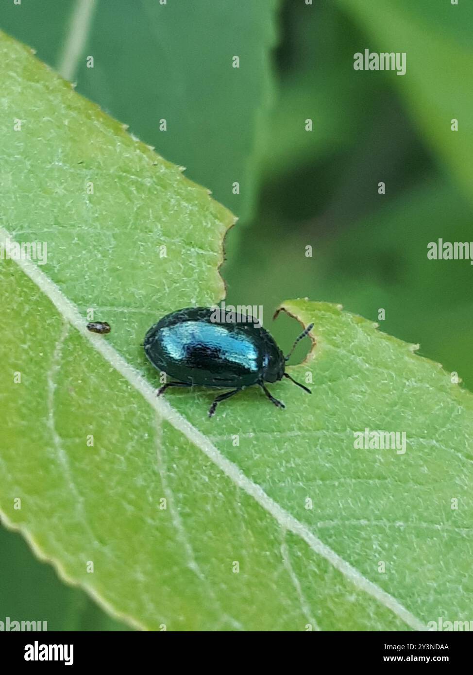 Willow Leaf Beetle (Plagiodera versicolora) Insecta Stock Photo - Alamy