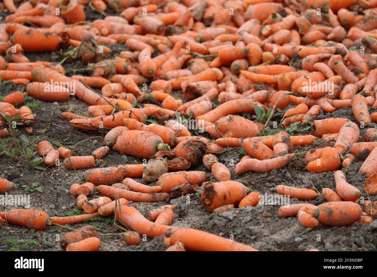 Mutated carrot hi-res stock photography and images - Alamy