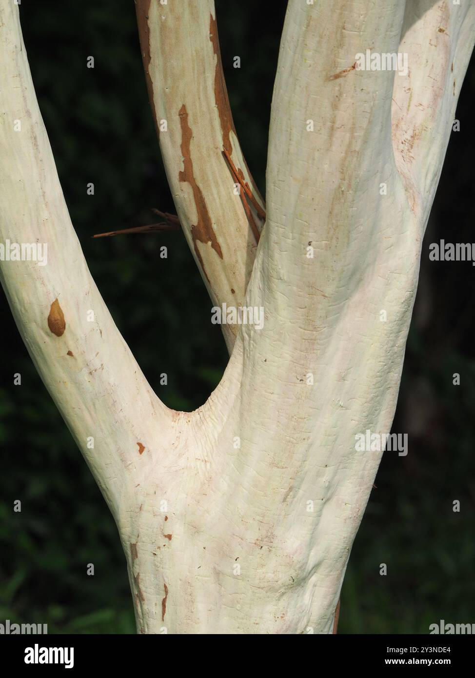 Subcostate Crape Myrtle (Lagerstroemia subcostata) Plantae Stock Photo ...