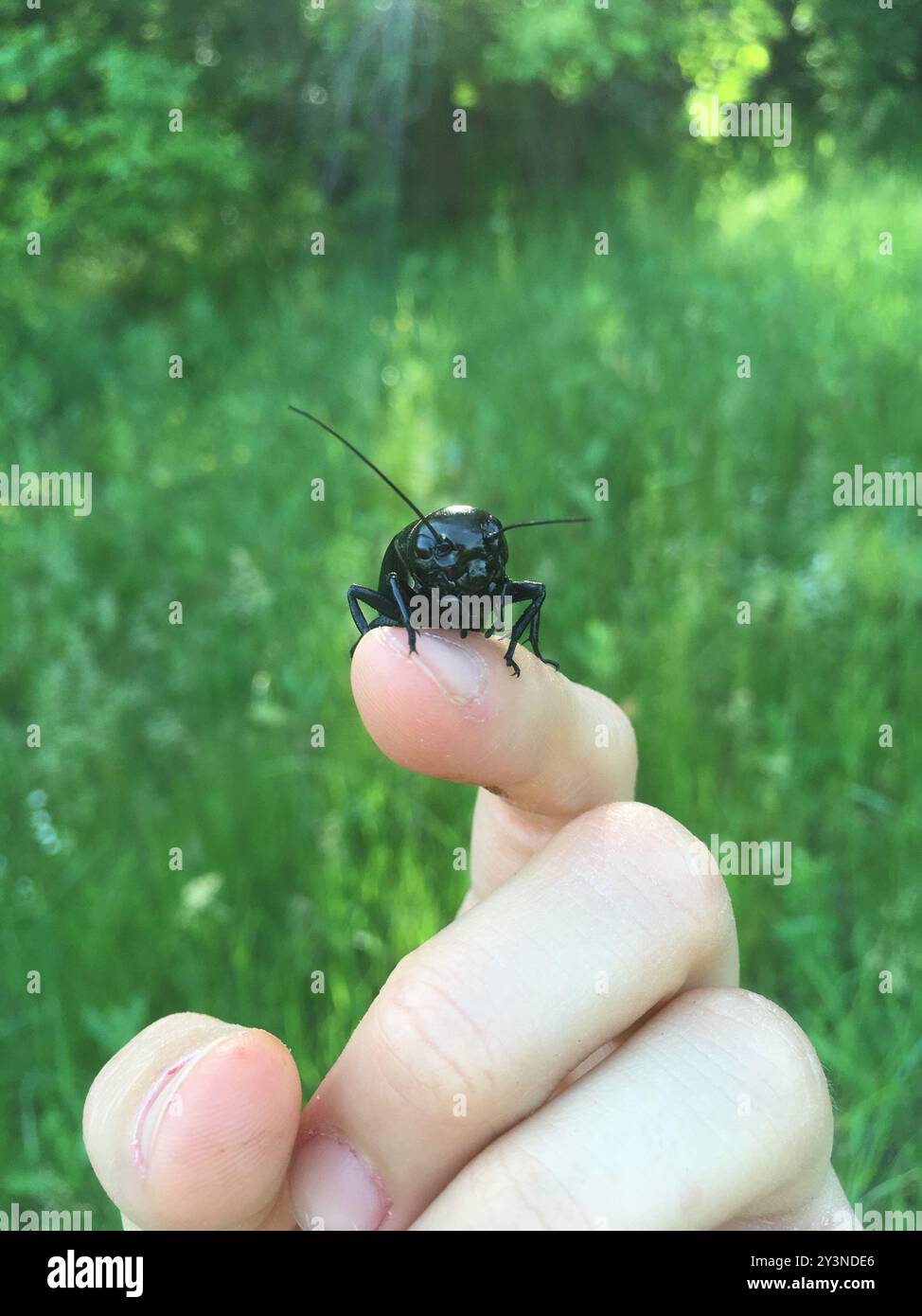 European Field Cricket (Gryllus campestris) Insecta Stock Photo - Alamy