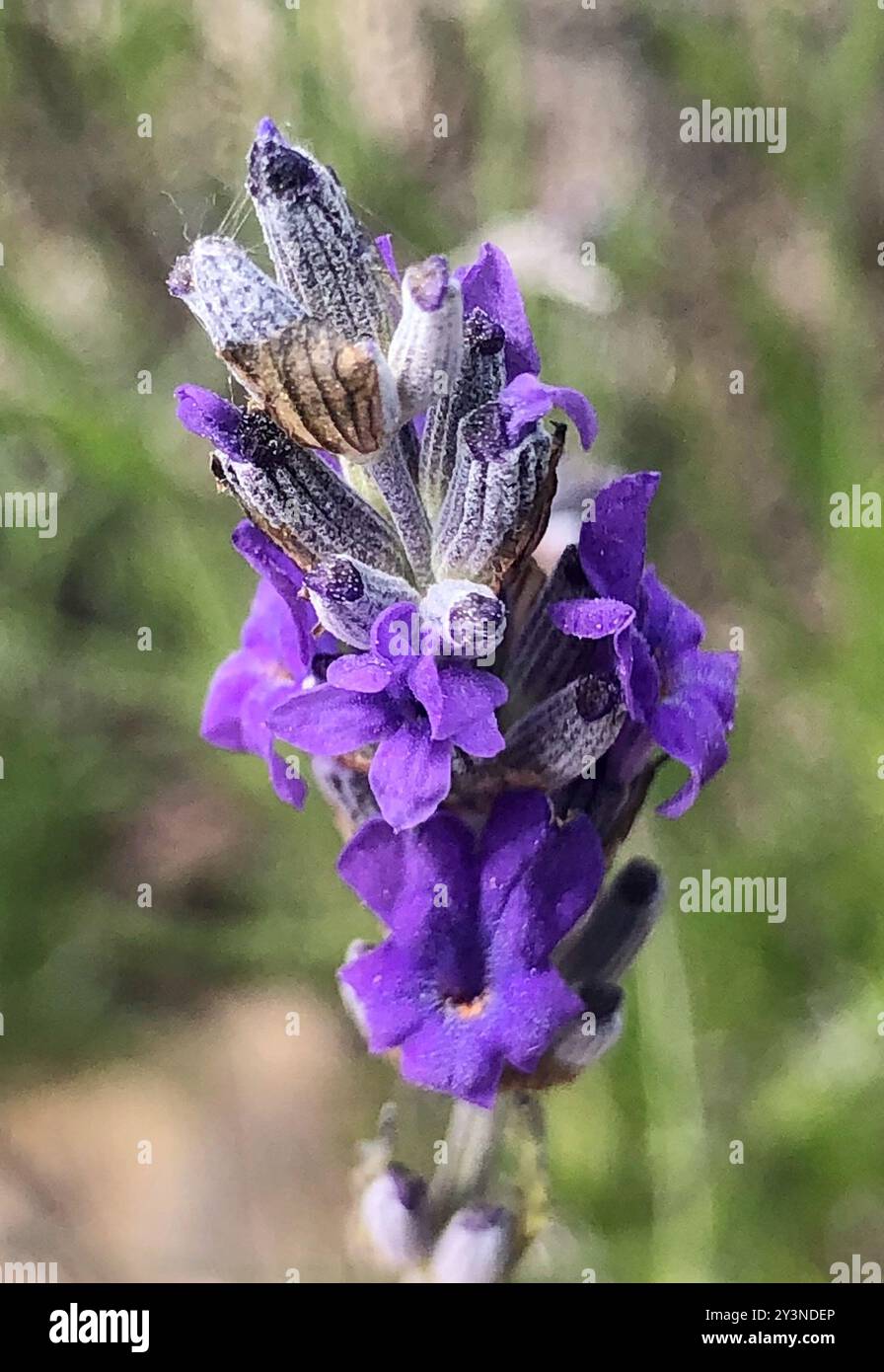 Common Lavender (Lavandula angustifolia) Plantae Stock Photo - Alamy