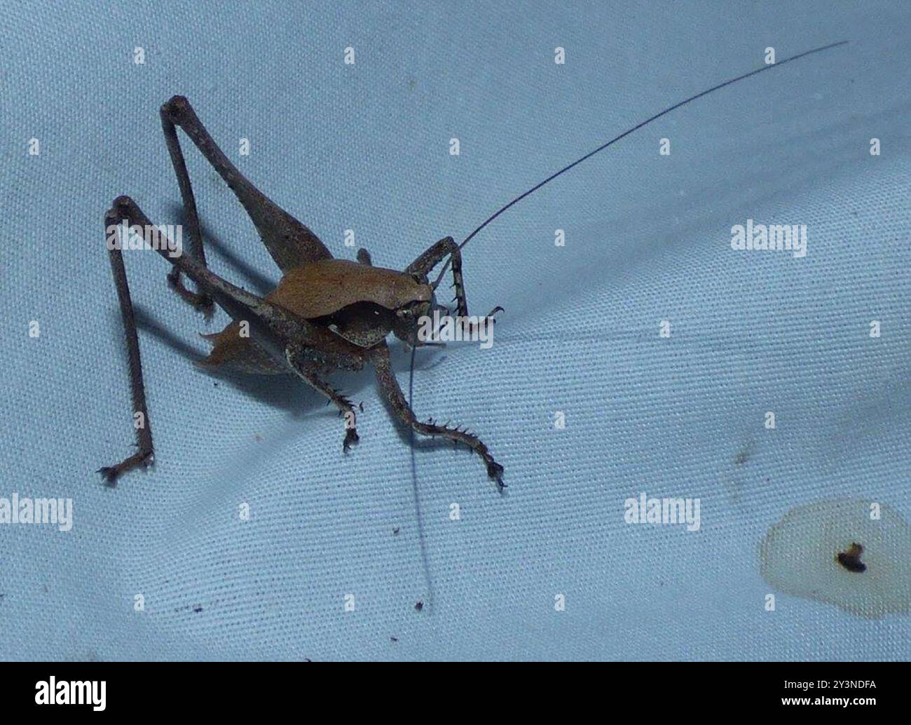 Shieldback Katydids (Tettigoniinae) Insecta Stock Photo - Alamy