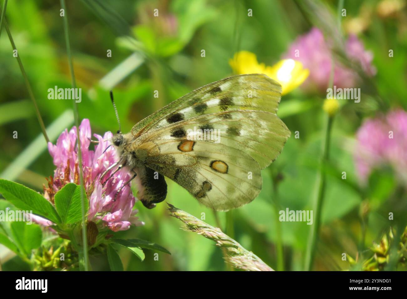 Apollo (Parnassius apollo) Insecta Stock Photo - Alamy