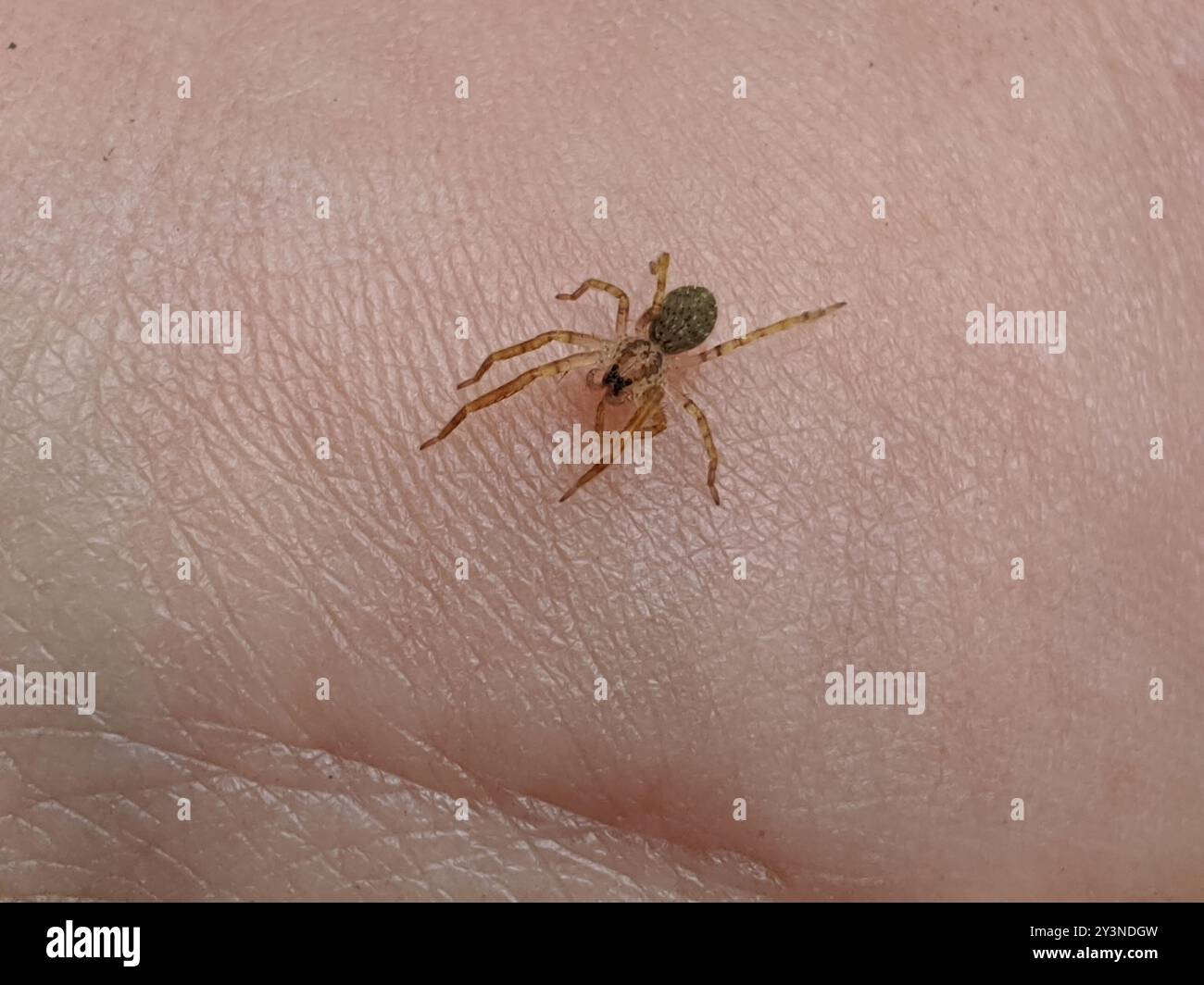 Mediterranean Spiny False Wolf Spider (Zoropsis spinimana) Arachnida ...