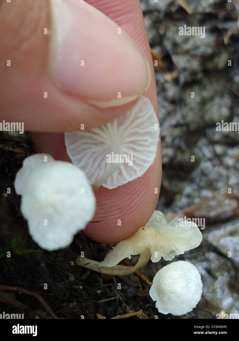 Fairy Parachutes (Marasmiellus candidus) Fungi Stock Photo - Alamy