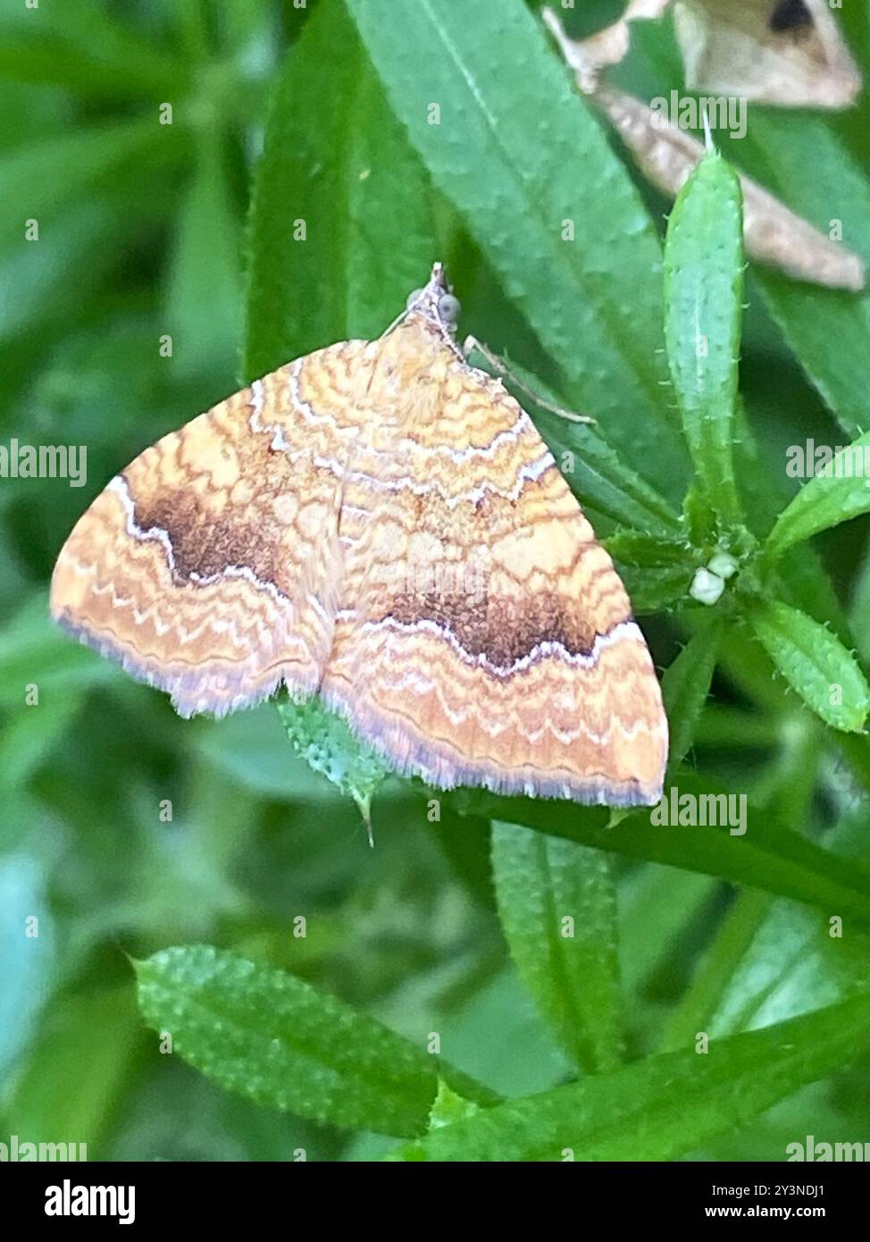 Yellow Shell Moth (Camptogramma bilineata) Insecta Stock Photo - Alamy