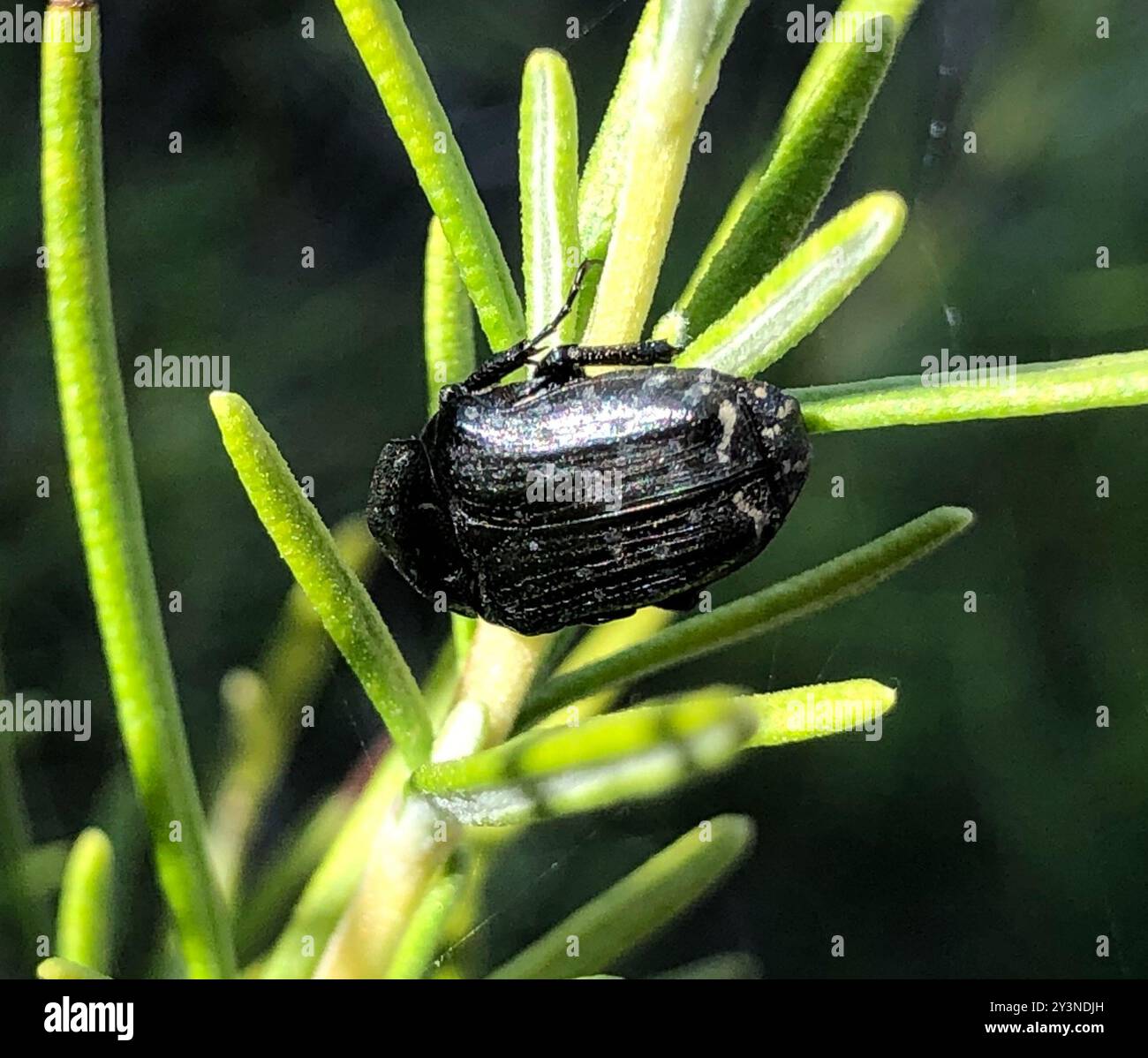 Mediterranean Spotted Chafer (Oxythyrea funesta) Insecta Stock Photo ...