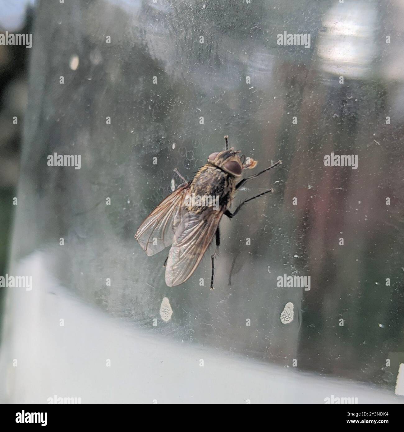 Cluster Flies (Pollenia) Insecta Stock Photo - Alamy
