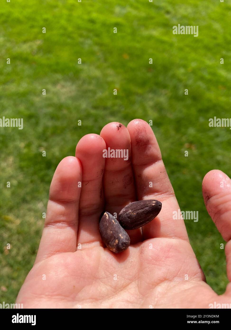 conifers (Pinales) Plantae Stock Photo - Alamy