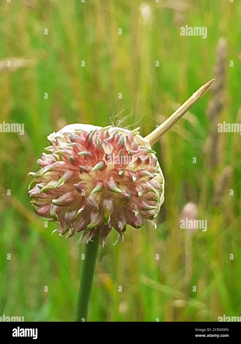 wild garlic (Allium vineale) Plantae Stock Photo - Alamy