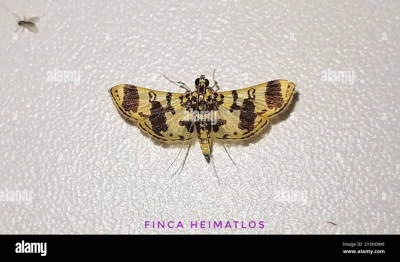Pearl Moths (Spilomelinae) Insecta Stock Photo - Alamy