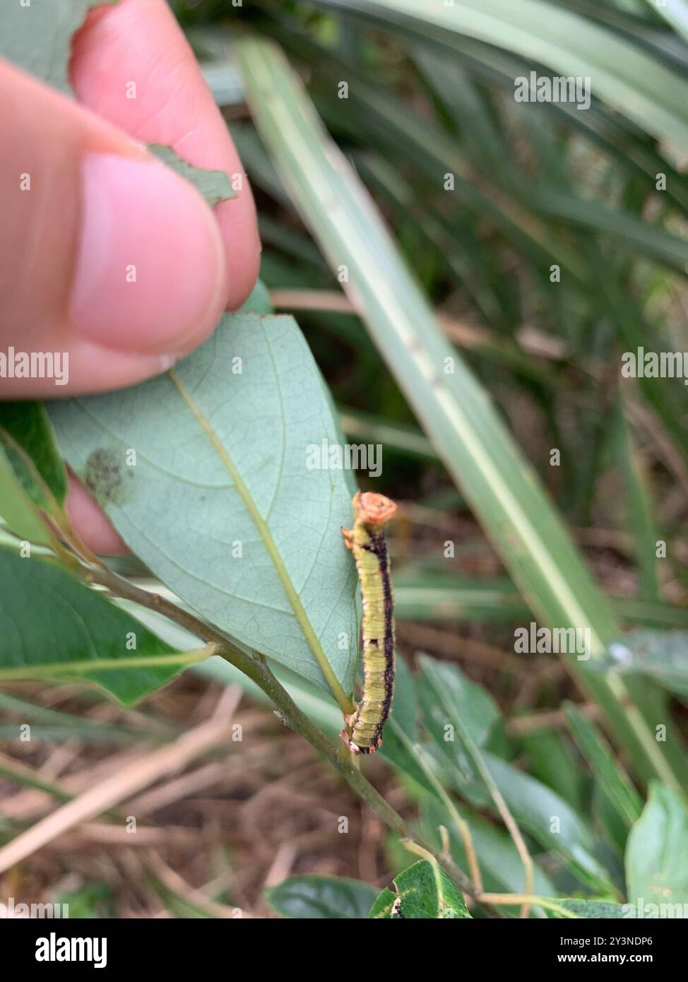 Geometer Moths (Geometridae) Insecta Stock Photo - Alamy