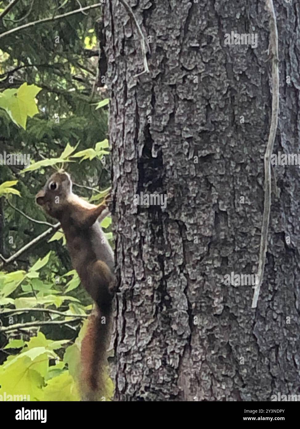 American Red Squirrel (Tamiasciurus hudsonicus) Mammalia Stock Photo ...
