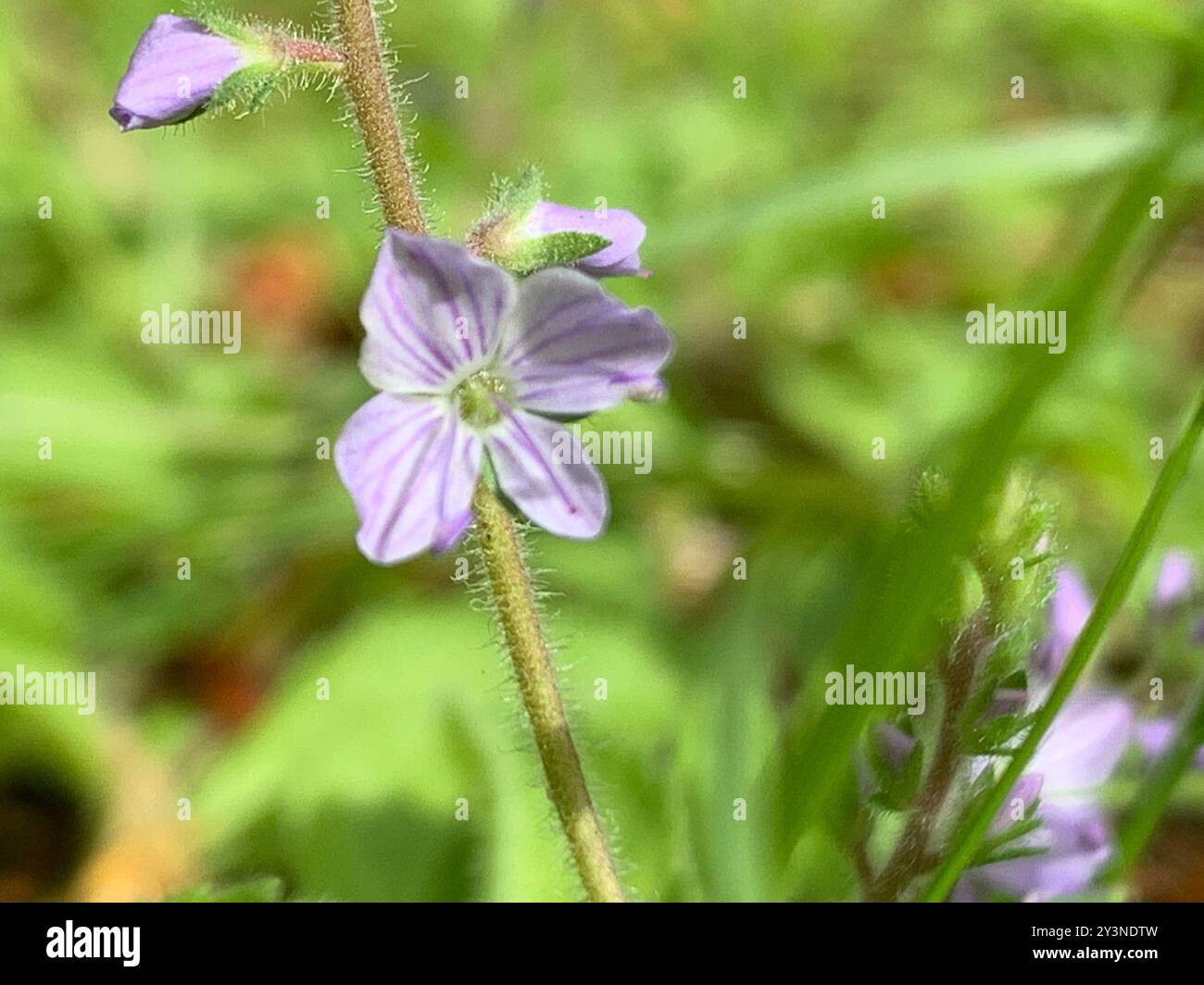 heath speedwell (Veronica officinalis) Plantae Stock Photo - Alamy