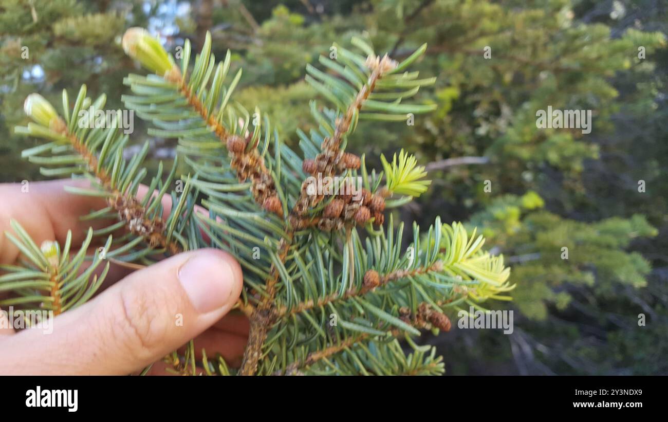 Colorado White Fir (Abies concolor concolor) Plantae Stock Photo - Alamy