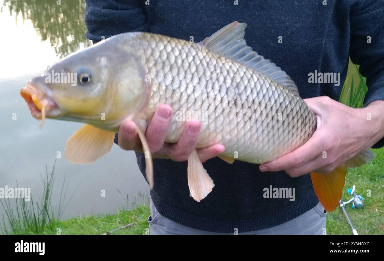 European Carp (Cyprinus carpio) Actinopterygii Stock Photo - Alamy