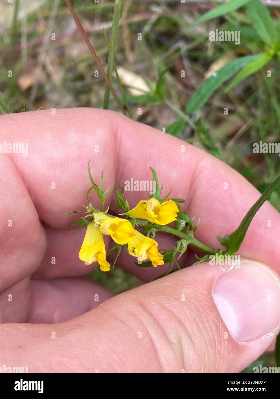 Common Cow-wheat (Melampyrum pratense) Plantae Stock Photo - Alamy