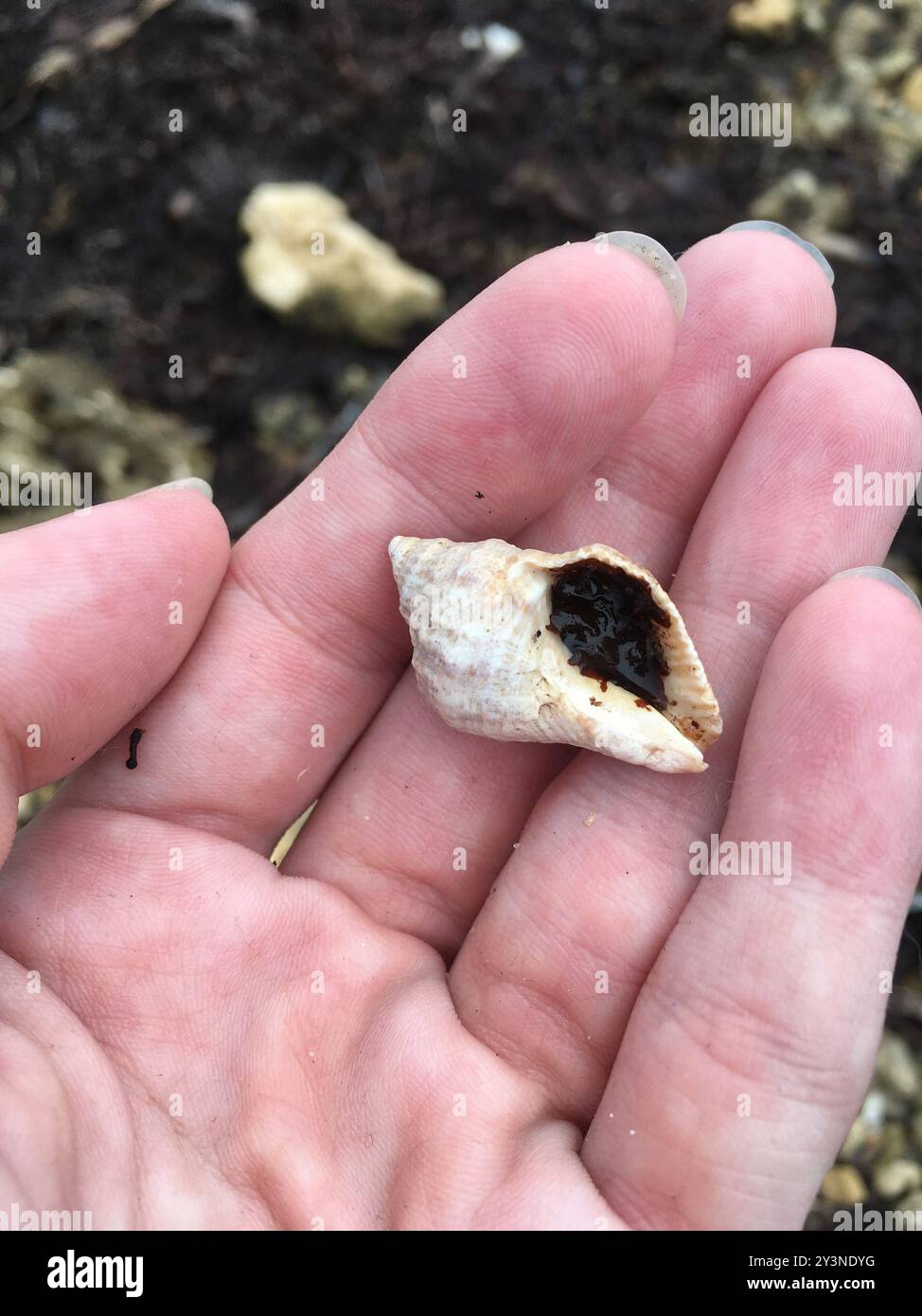Florida Rock Shell (Stramonita floridana) Mollusca Stock Photo - Alamy