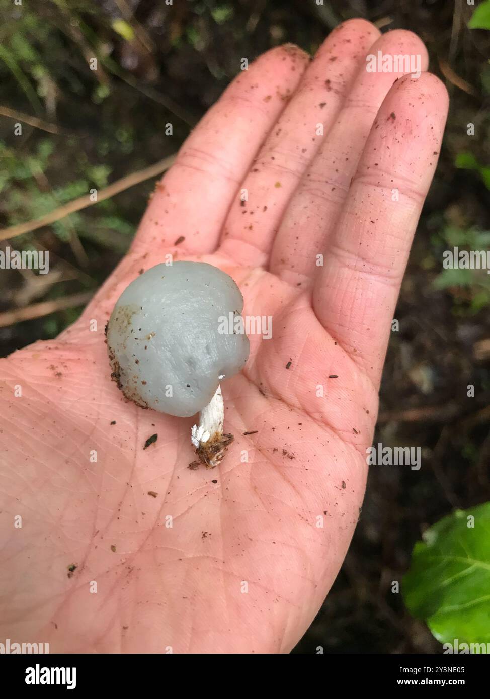 (Psilocybe weraroa) Fungi Stock Photo - Alamy