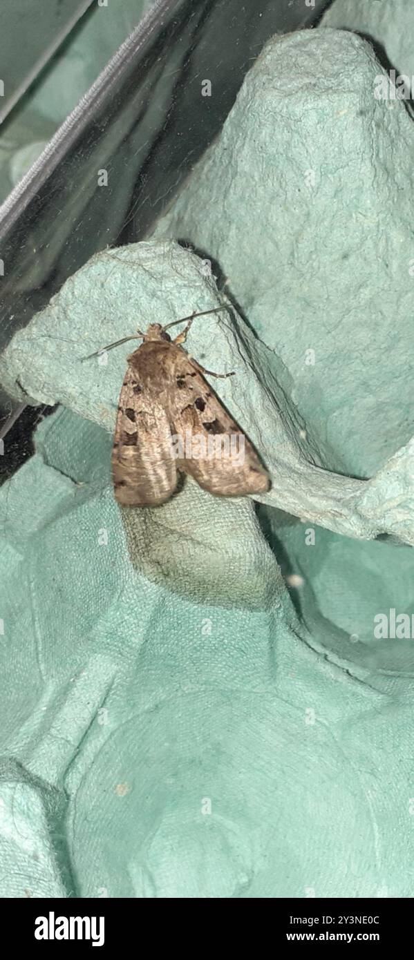 Double Square-spot (Xestia triangulum) Insecta Stock Photo - Alamy