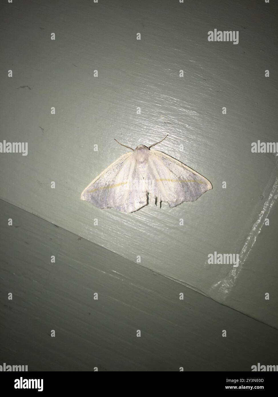 White Slant-line (Tetracis cachexiata) Insecta Stock Photo - Alamy