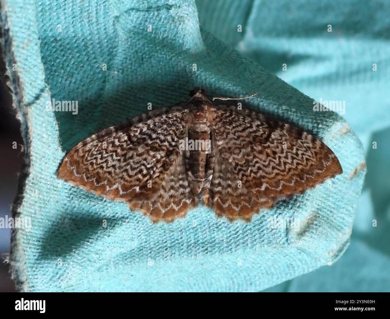 scallop shell moth (Hydria undulata) Insecta Stock Photo - Alamy