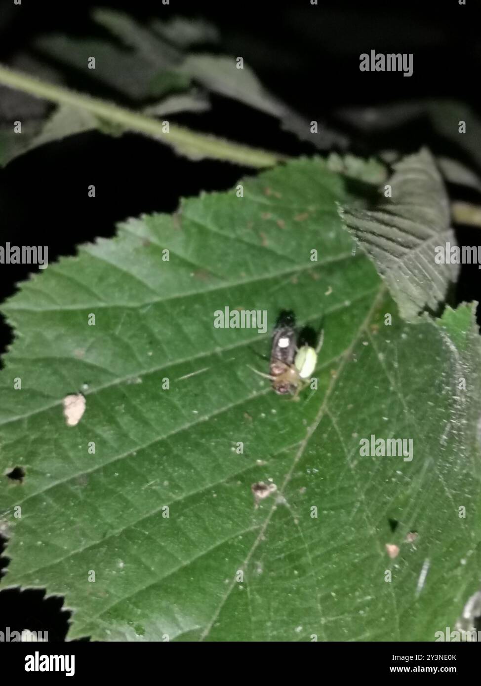 Lesser Glowworm (Lamprohiza splendidula) Insecta Stock Photo - Alamy