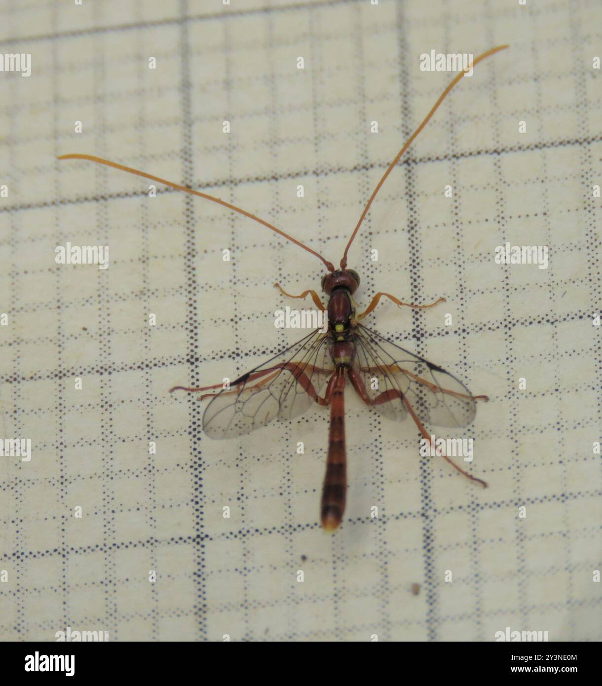 Ichneumonid Wasps (Ichneumonidae) Insecta Stock Photo - Alamy