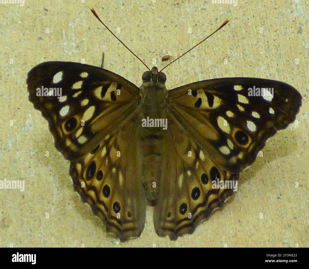Hackberry Emperor (Asterocampa celtis) Insecta Stock Photo - Alamy