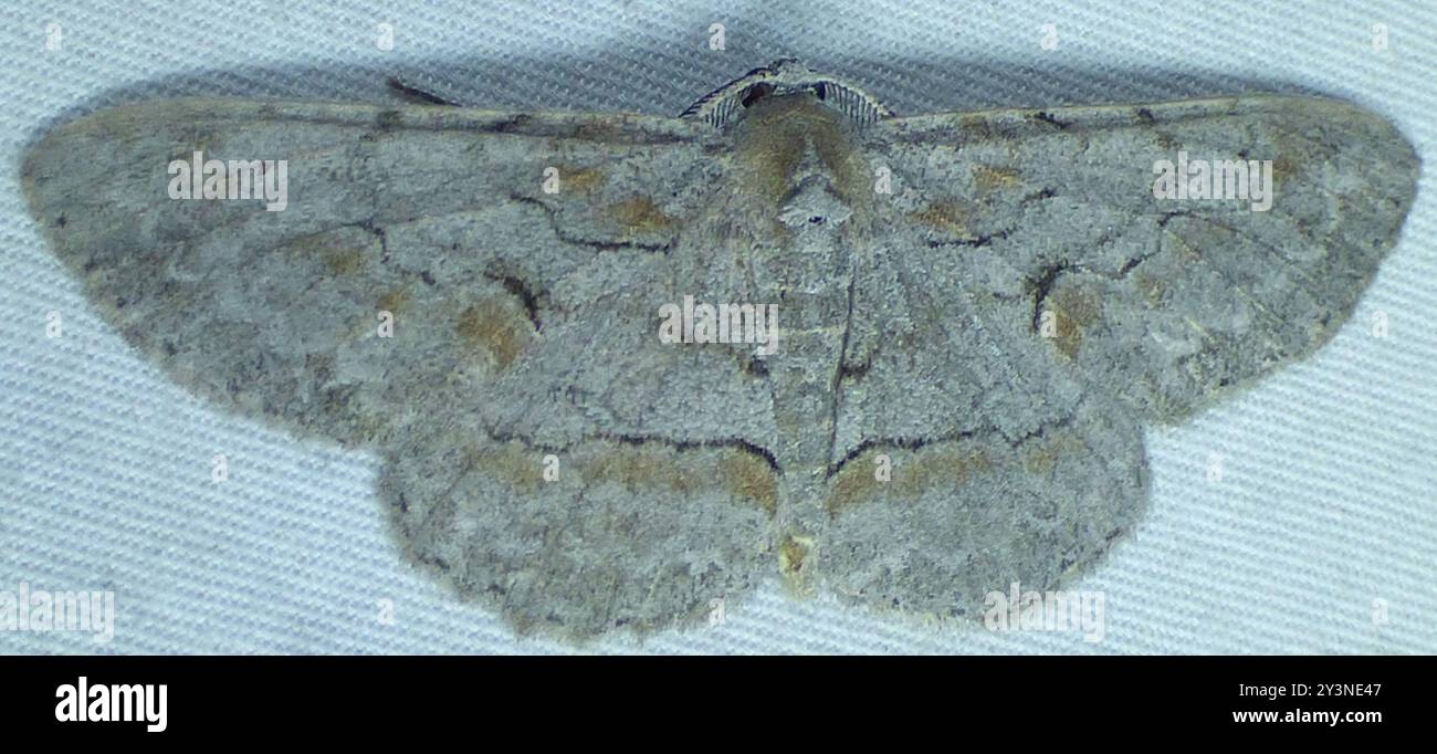 Brown-shaded Gray (Iridopsis defectaria) Insecta Stock Photo - Alamy