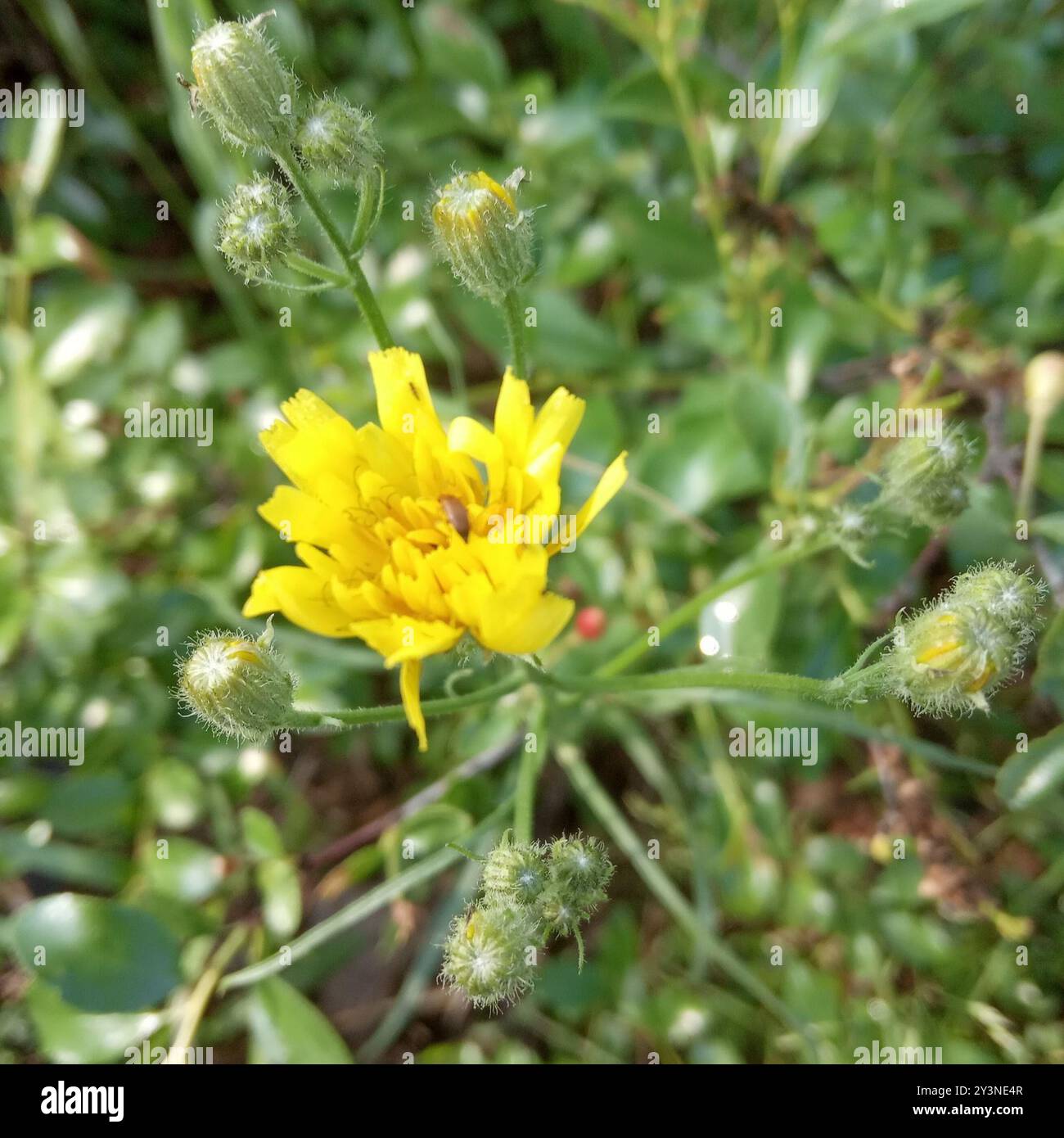 narrow-leaved hawksbeard (Crepis tectorum) Plantae Stock Photo - Alamy