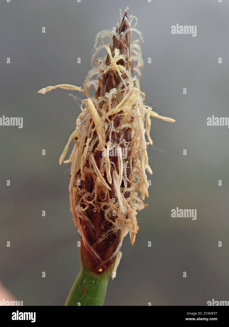 Common Spike-rush (Eleocharis palustris) Plantae Stock Photo - Alamy