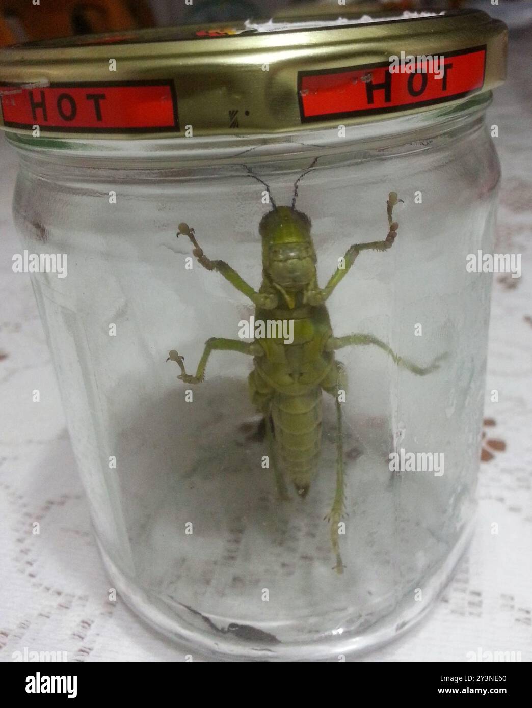 Javanese Grasshopper (Valanga nigricornis) Insecta Stock Photo - Alamy