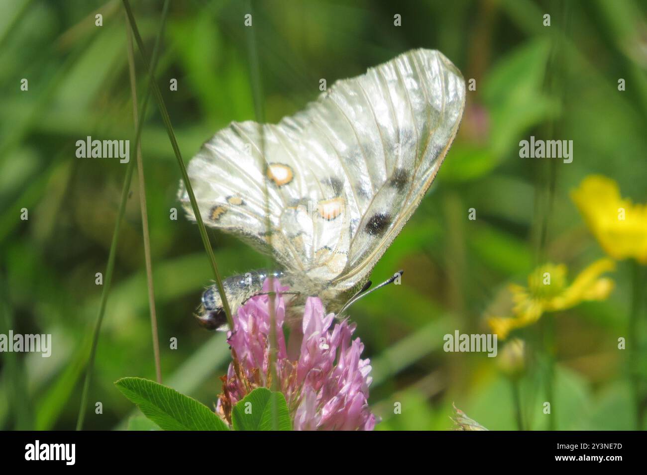 Apollo (Parnassius apollo) Insecta Stock Photo - Alamy