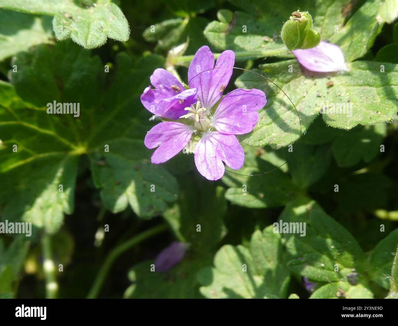 Dove's-foot crane's-bill (Geranium molle) Plantae Stock Photo - Alamy