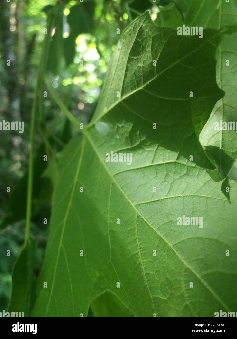 black maple (Acer nigrum) Plantae Stock Photo - Alamy
