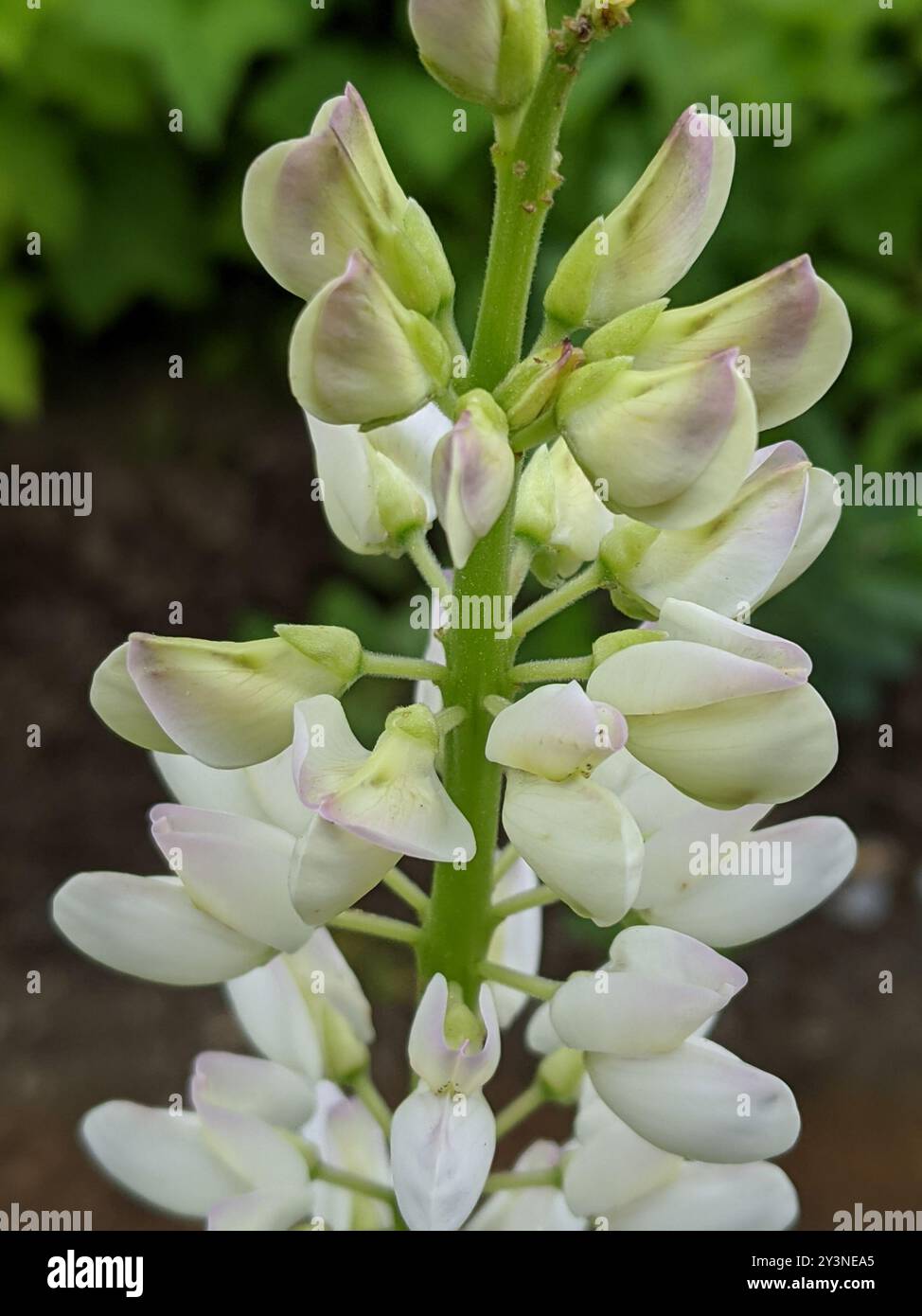 Broadleaf Lupine (Lupinus latifolius) Plantae Stock Photo - Alamy