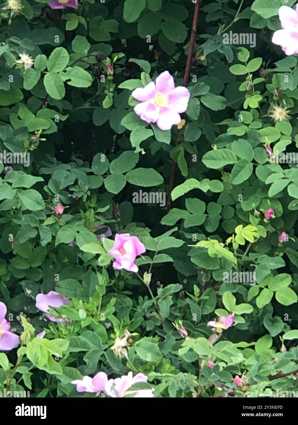 Nootka rose (Rosa nutkana) Plantae Stock Photo - Alamy