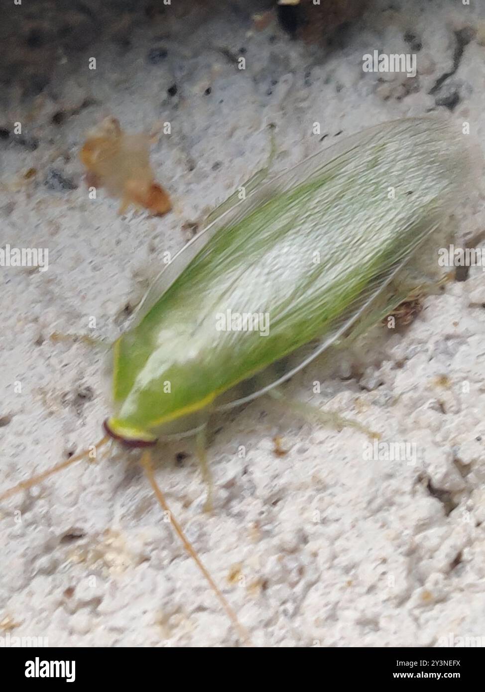 Banana Cockroach (Panchlora nivea) Insecta Stock Photo - Alamy
