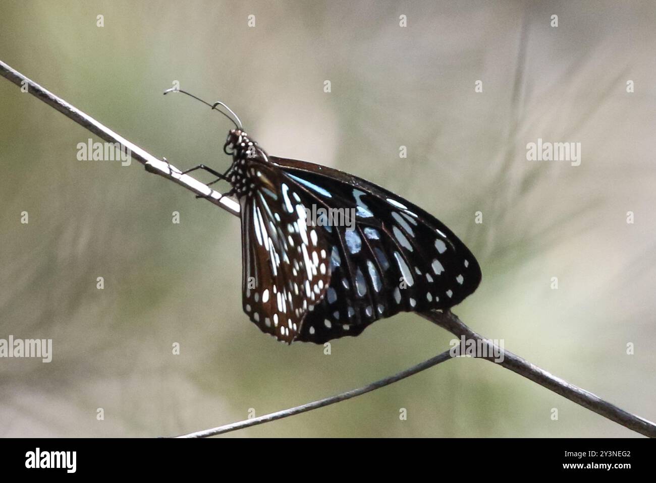 Blue Wanderer (Tirumala hamata) Insecta Stock Photo - Alamy