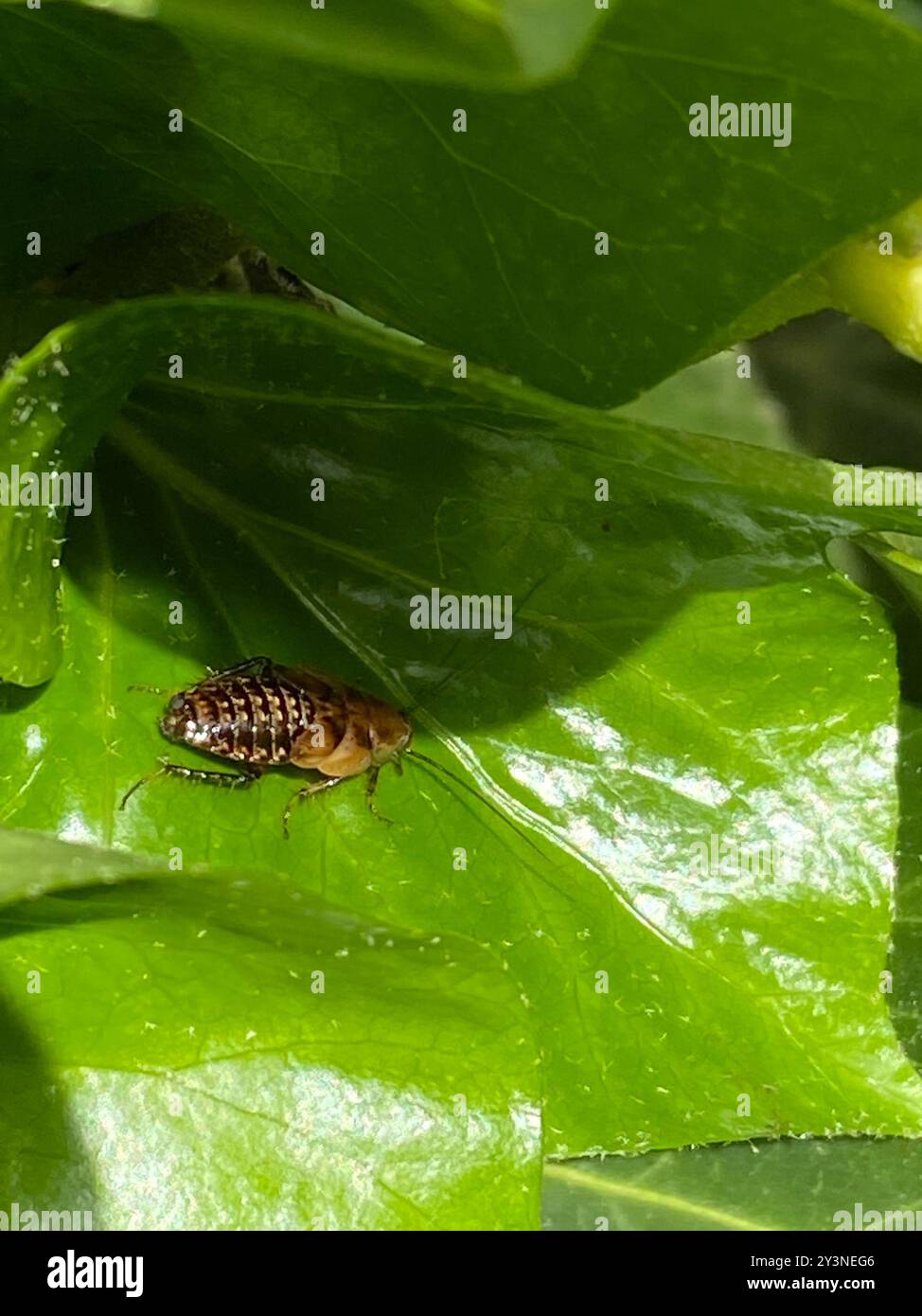 Dusky Cockroach (Ectobius lapponicus) Insecta Stock Photo - Alamy