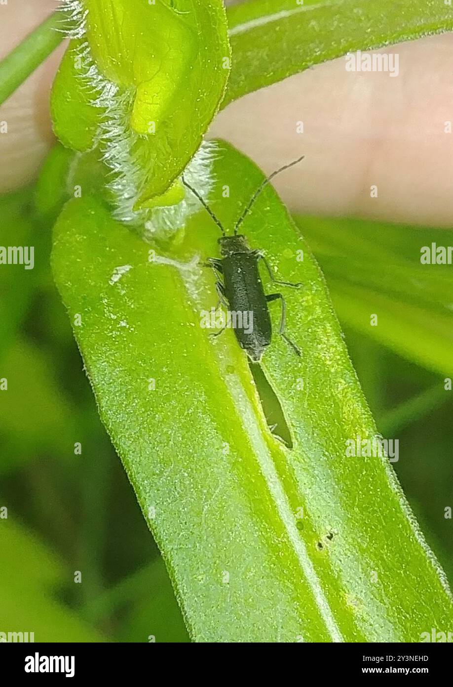 Water, Rove, Scarab, Long-horned, Leaf, and Snout Beetles (Polyphaga ...