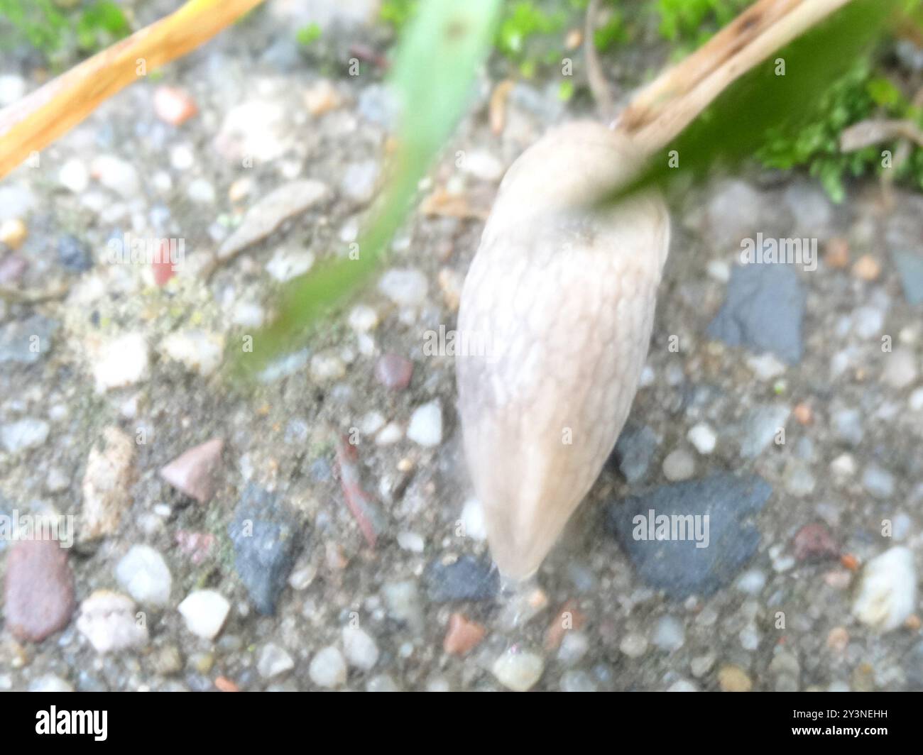 Milky Slug (Deroceras reticulatum) Mollusca Stock Photo - Alamy