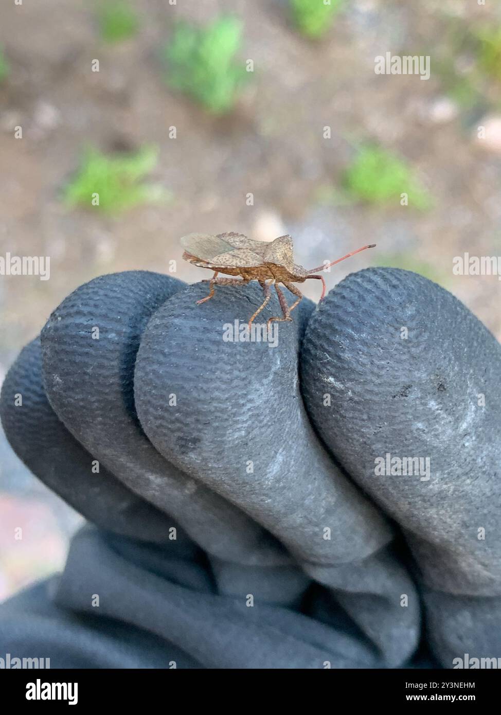 Dock Bug (Coreus marginatus) Insecta Stock Photo - Alamy