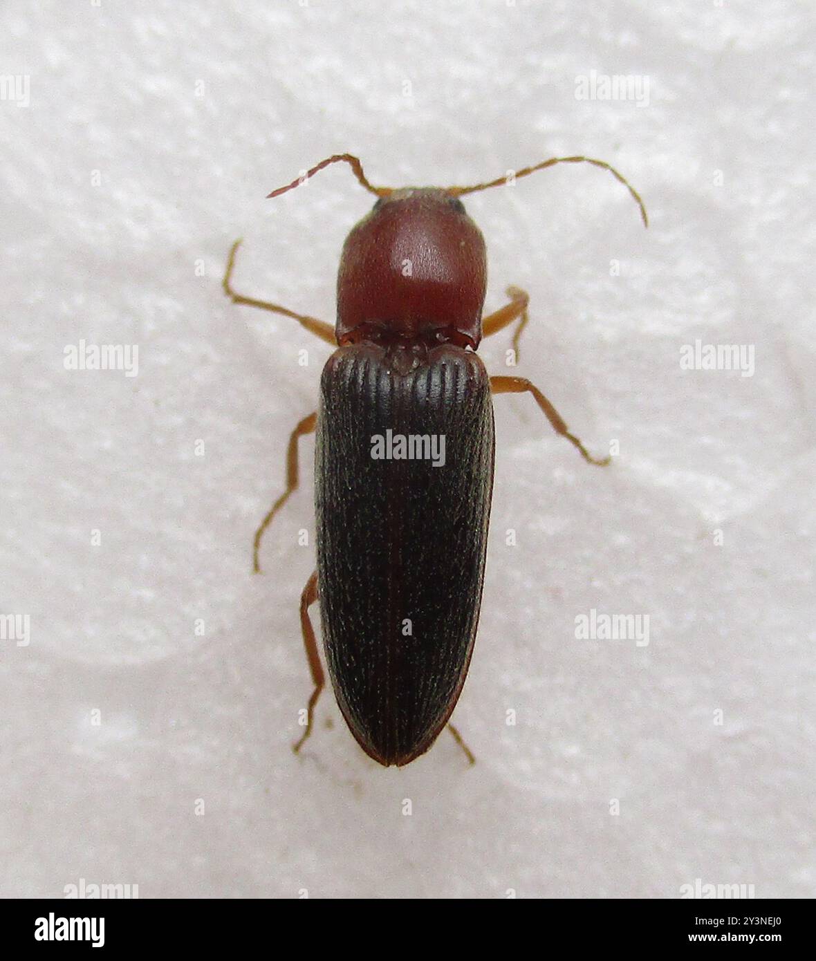 Click Beetles (Elateridae) Insecta Stock Photo - Alamy