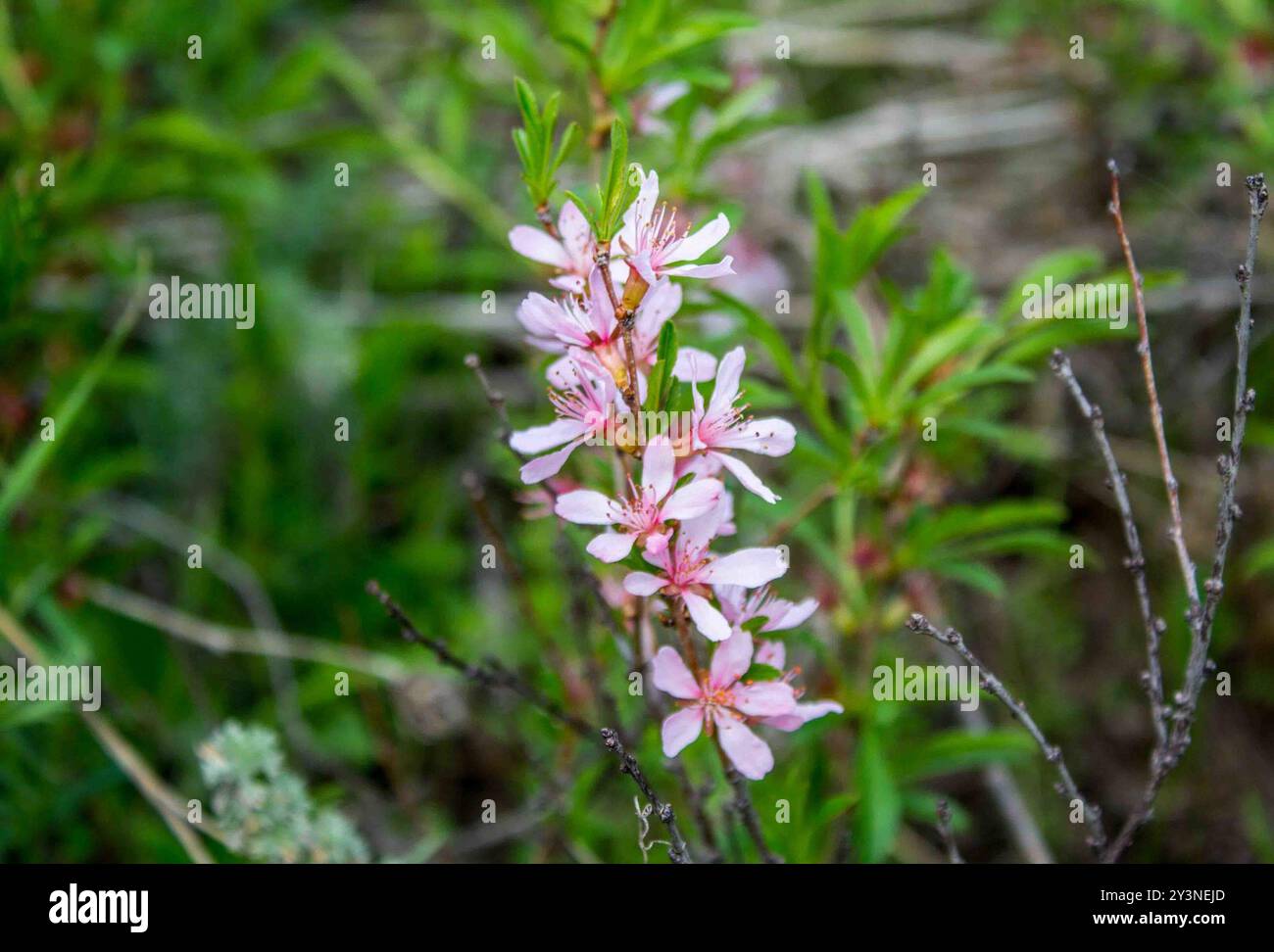 Dwarf Russian Almond (Prunus tenella) Plantae Stock Photo - Alamy