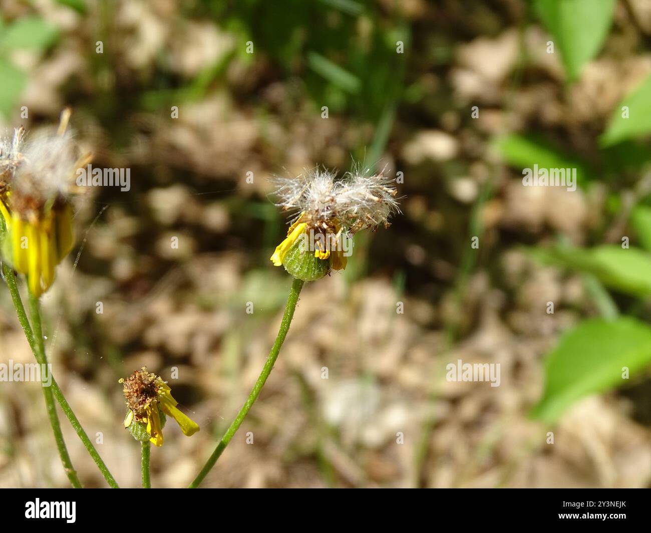 balsam ragwort (Packera paupercula) Plantae Stock Photo - Alamy